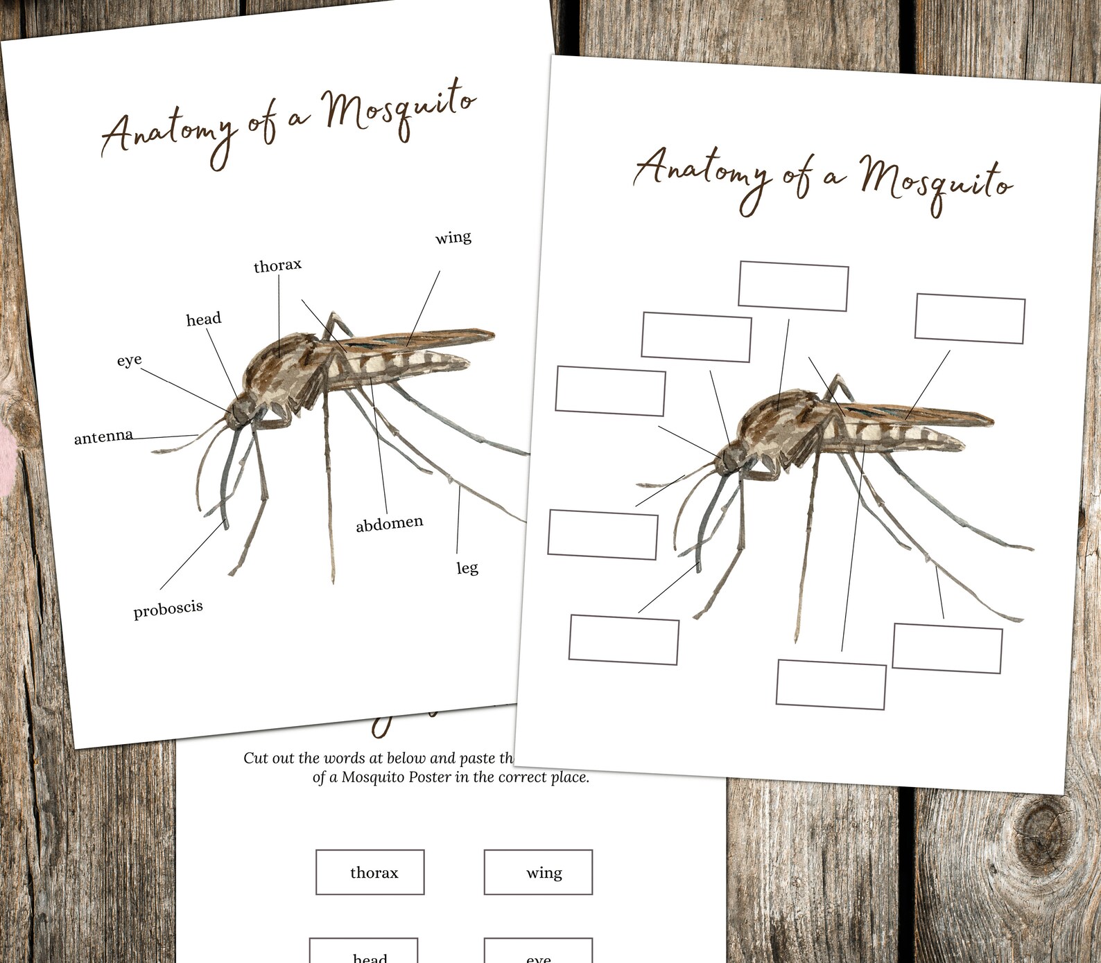MOSQUITO Unit Study Life Cycle Anatomy Nature Study - Etsy