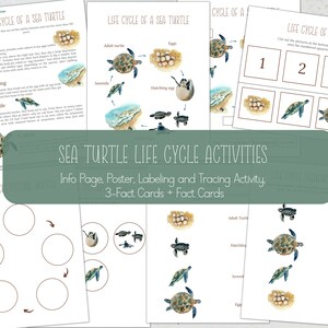 Sea Turtle Unit Study, Life Cycle, Anatomy, Nature Study, Science ...