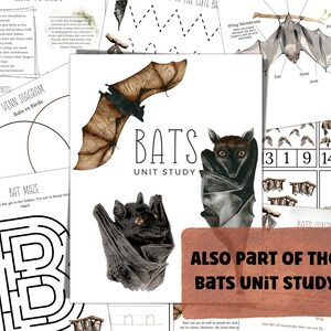 BAT Life Cycle Nature Study Homeschool Printable Instant - Etsy
