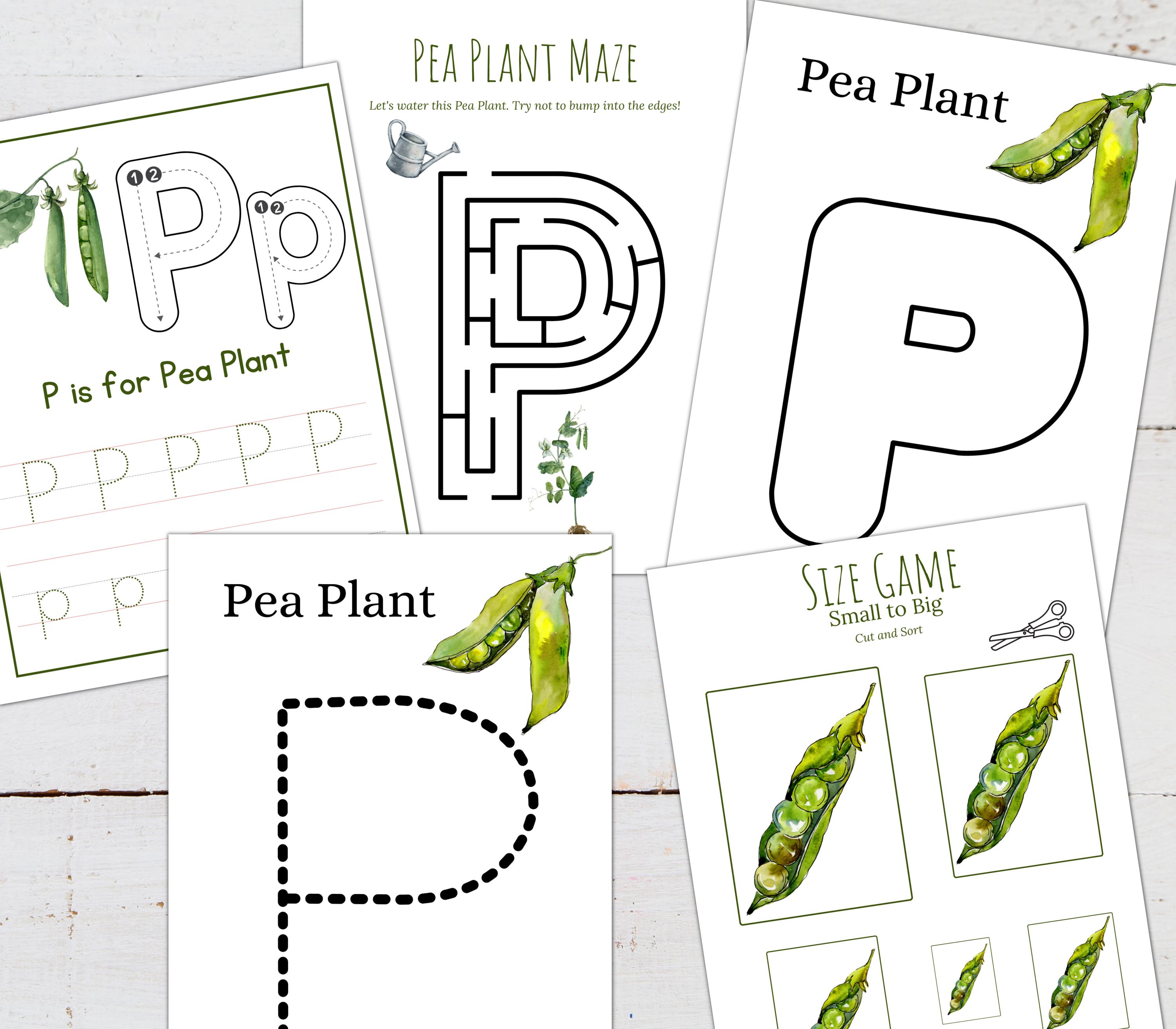 Pea Plant Unit Study: Life Cycle, Anatomy, Homeschool (instant Download ...