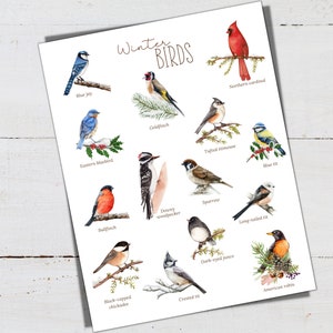 WINTER BIRDS Fact Cards, 3 Part Cards and Mini Poster, Nature, Digital ...