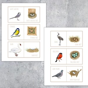 BIRDS and Their NESTS Flashcards and Matching Activity, Instant ...
