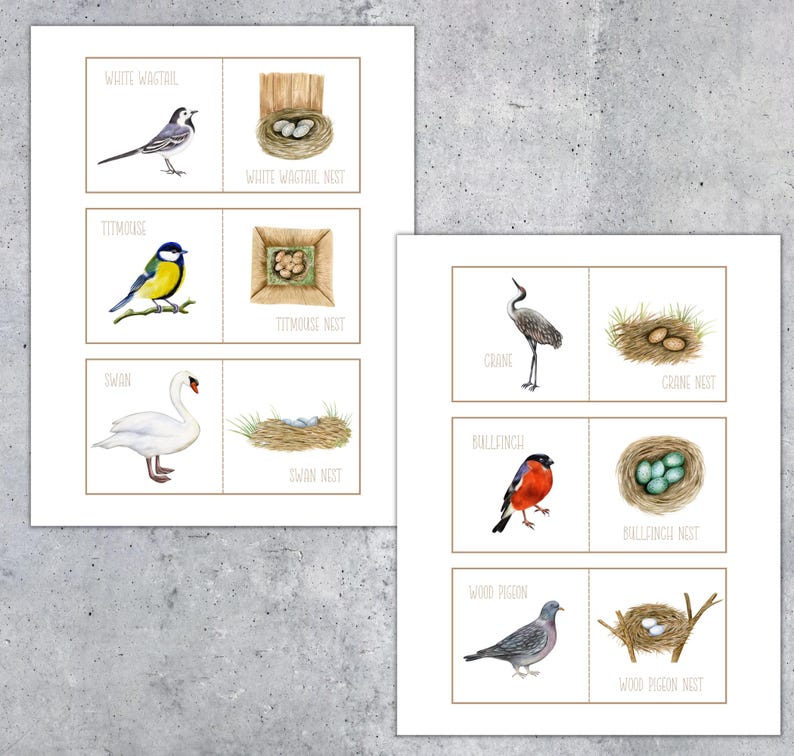 BIRDS and Their NESTS Flashcards and Matching Activity, Instant ...