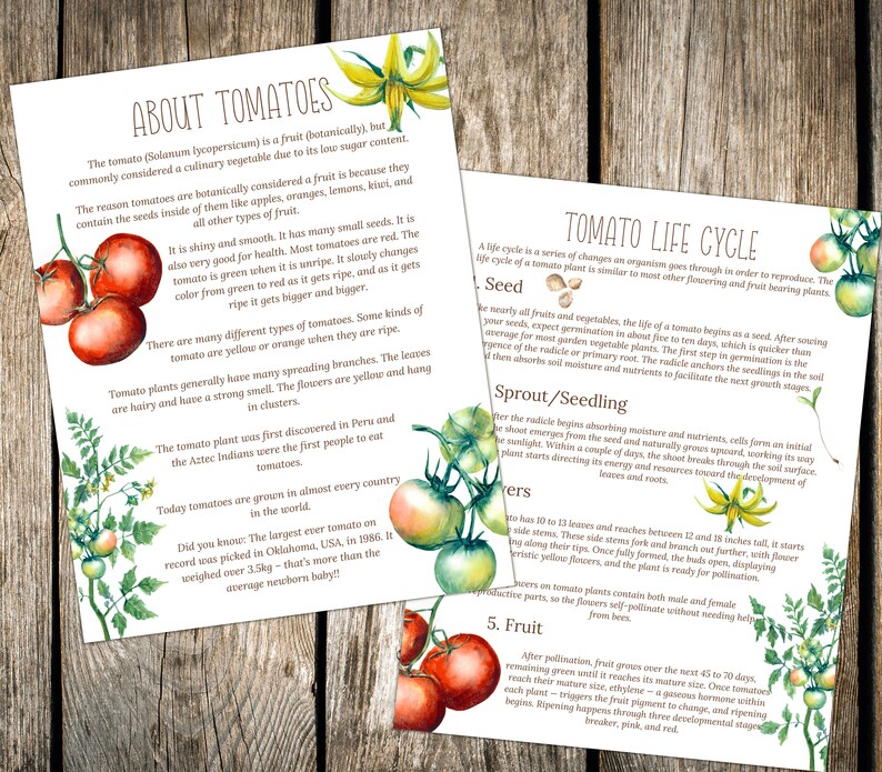 TOMATO Unit Study Life Cycle Anatomy Nature Study Science - Etsy