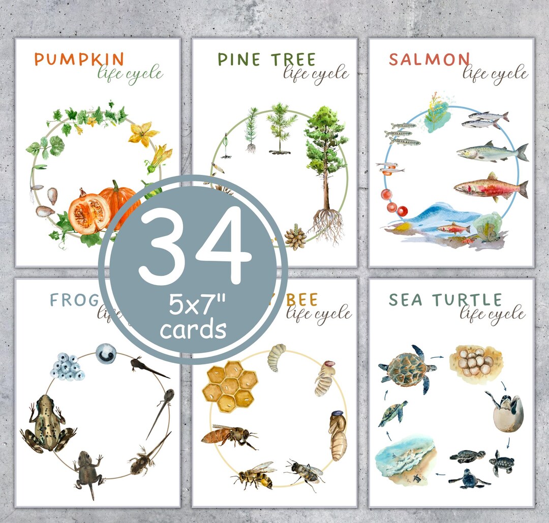 Life Cycle Printable 5x7" Flashcards. Montessori, Instant Download - Etsy