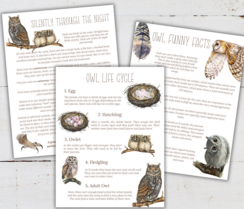 Owls Unit Study: Life Cycle, Anatomy, Homeschool Printable (INSTANT ...