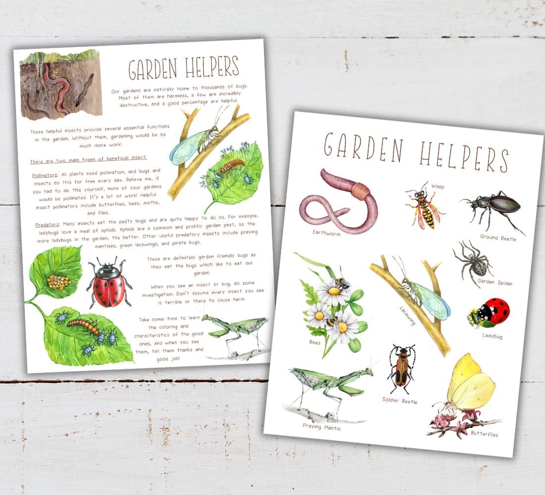 Garden Helpers Unit Study: Insect Anatomy & Life Cycle (digital ...