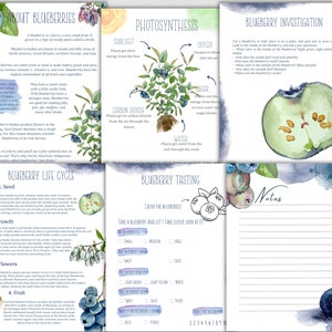 BLUEBERRY Unit Study, Life Cycle, Anatomy, Nature Study, Science ...