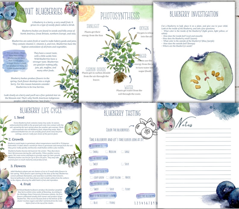 BLUEBERRY Unit Study, Life Cycle, Anatomy, Nature Study, Science ...