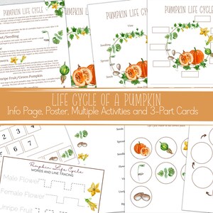 PUMPKIN Unit Study, Life Cycle, Anatomy, Nature Study, Science ...