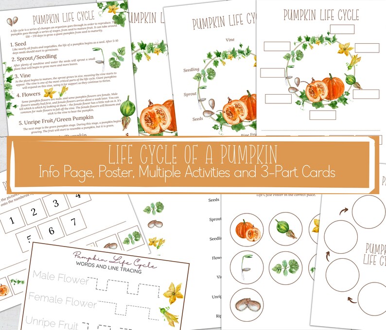PUMPKIN Unit Study, Life Cycle, Anatomy, Nature Study, Science ...