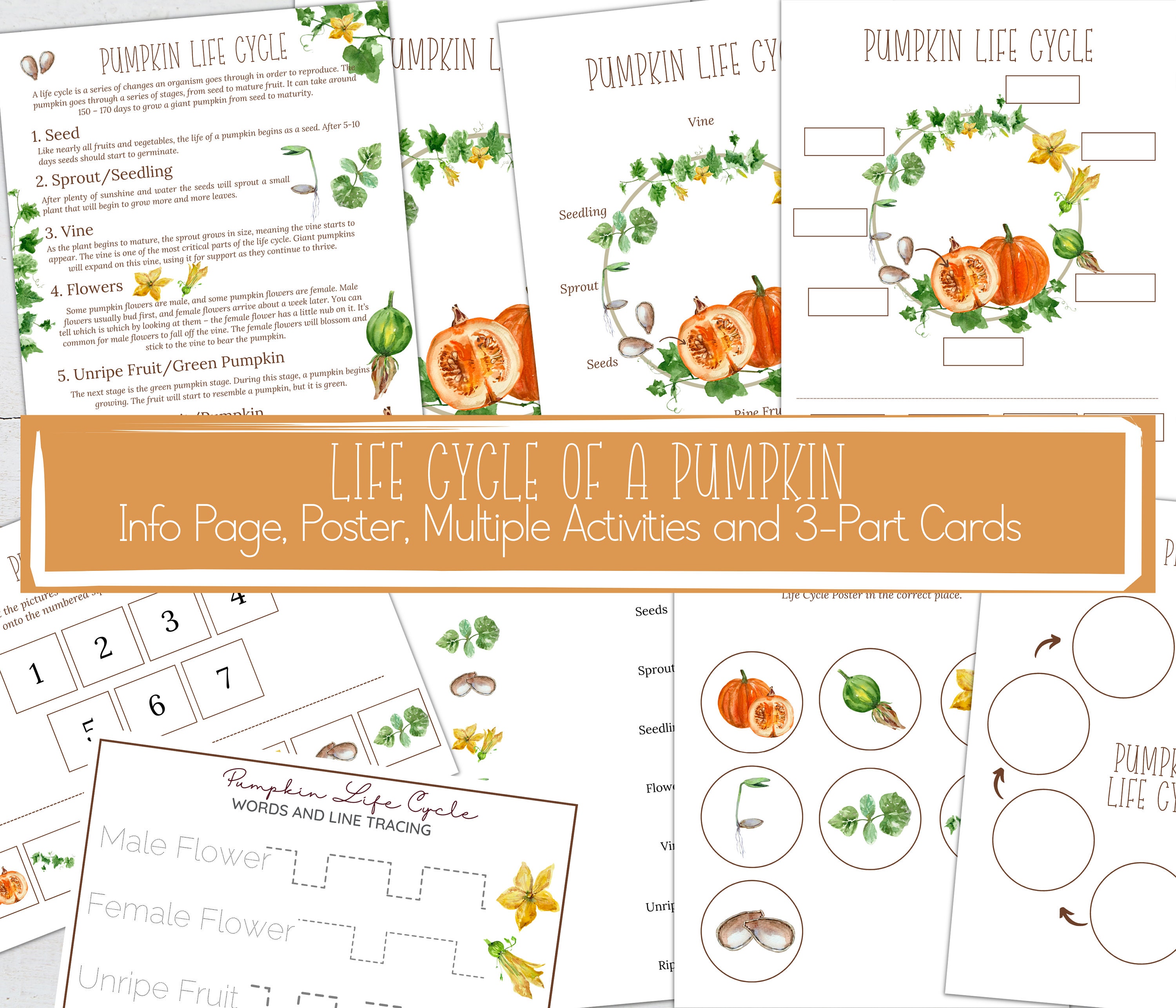 PUMPKIN Unit Study, Life Cycle, Anatomy, Nature Study, Science ...