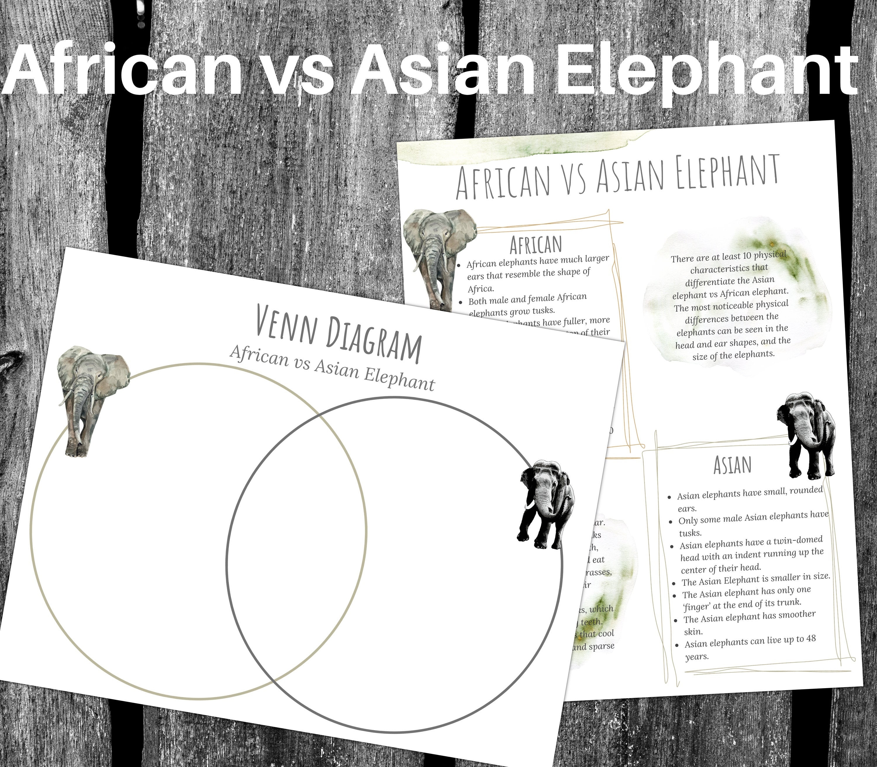 AFRICAN Vs ASIAN Elephant Venn Diagram Activity Homeschool - Etsy