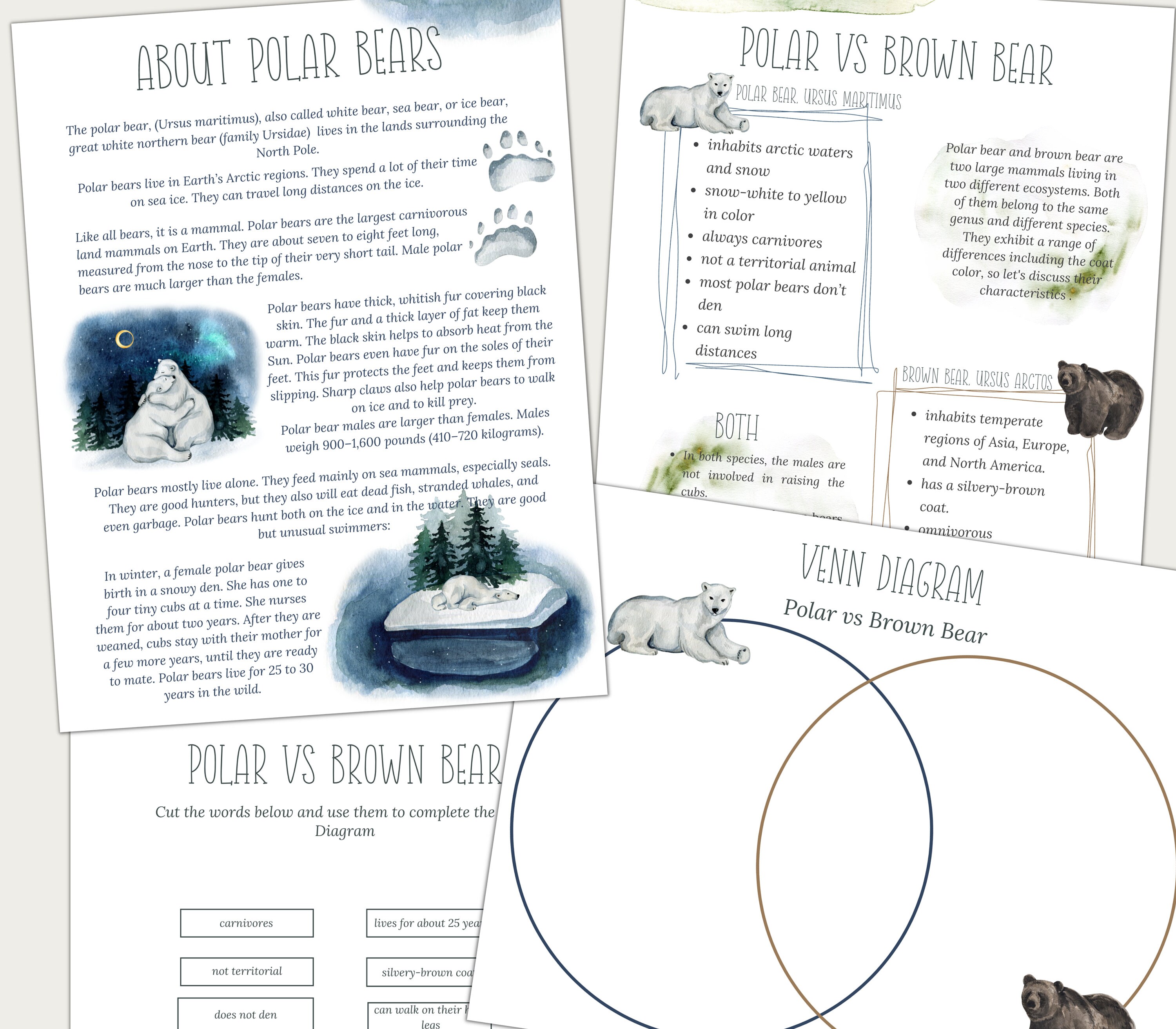 Polar Bear Unit Study: Life Cycle, Anatomy, Homeschool Printable ...