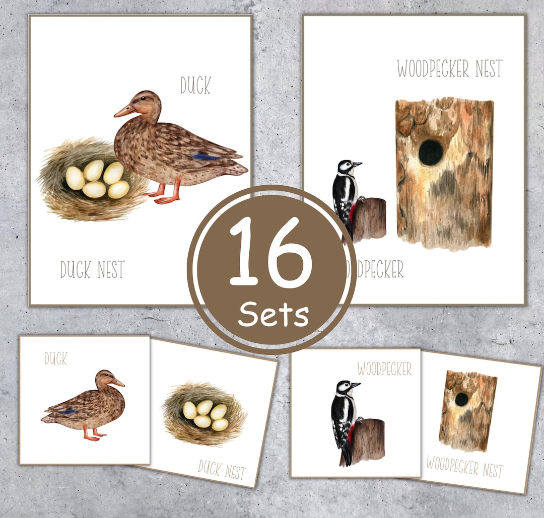 BIRDS and Their NESTS Flashcards and Matching Activity, Instant ...