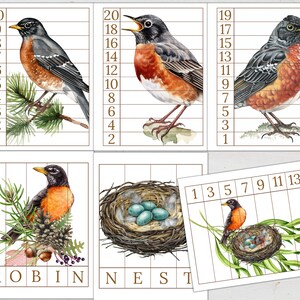 AMERICAN ROBIN Unit Study, Life Cycle, Anatomy, Nature Study, Science ...