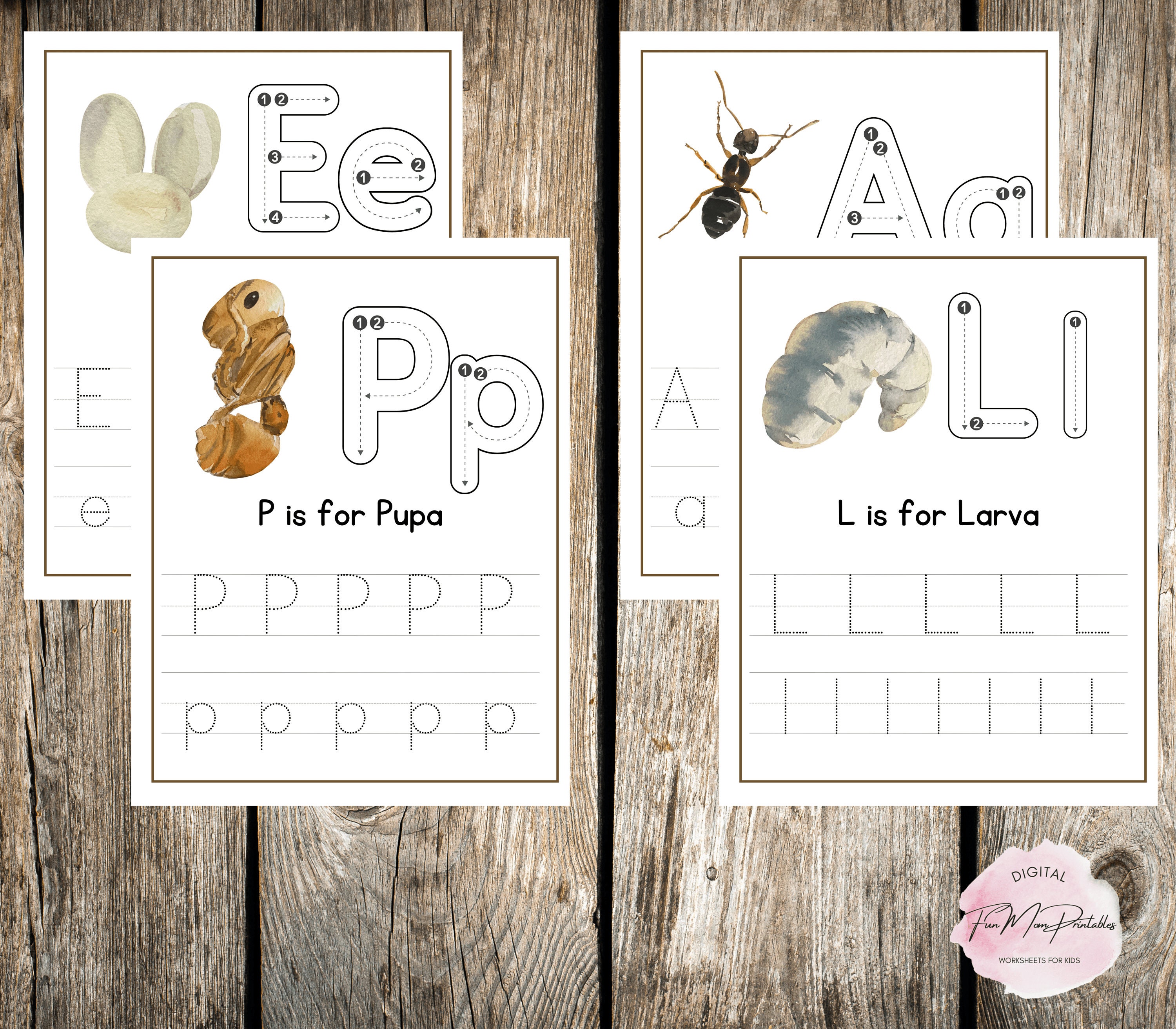 ANT Colony Unit Study Life Cycle Anatomy Nature Study - Etsy Australia