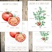 TOMATO Unit Study, Life Cycle, Anatomy, Nature Study, Science ...