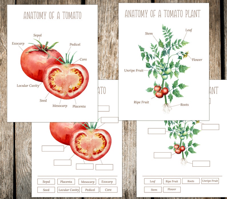 TOMATO Unit Study Life Cycle Anatomy Nature Study Science - Etsy