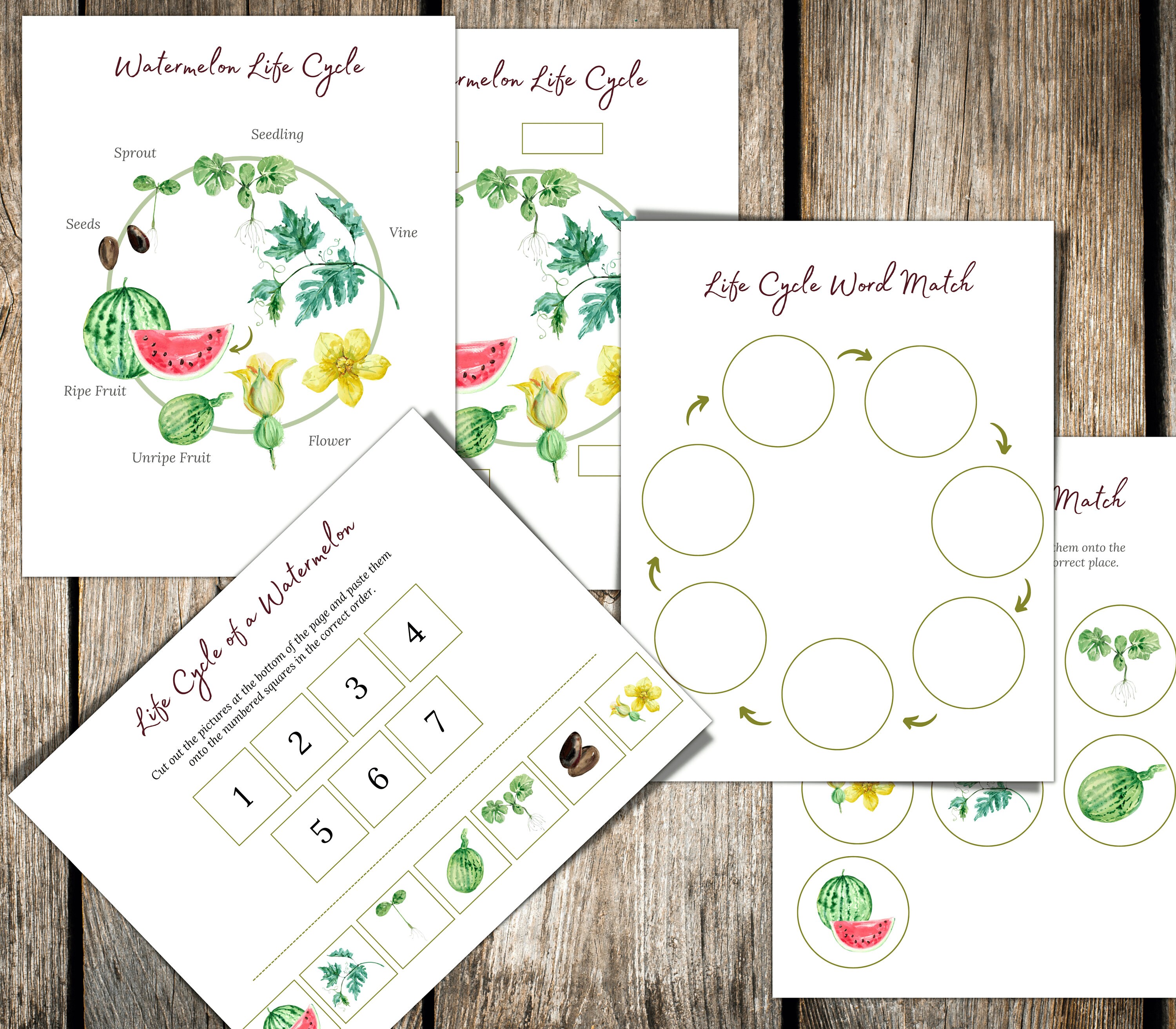 WATERMELON Unit Study Life Cycle Anatomy Nature Study - Etsy