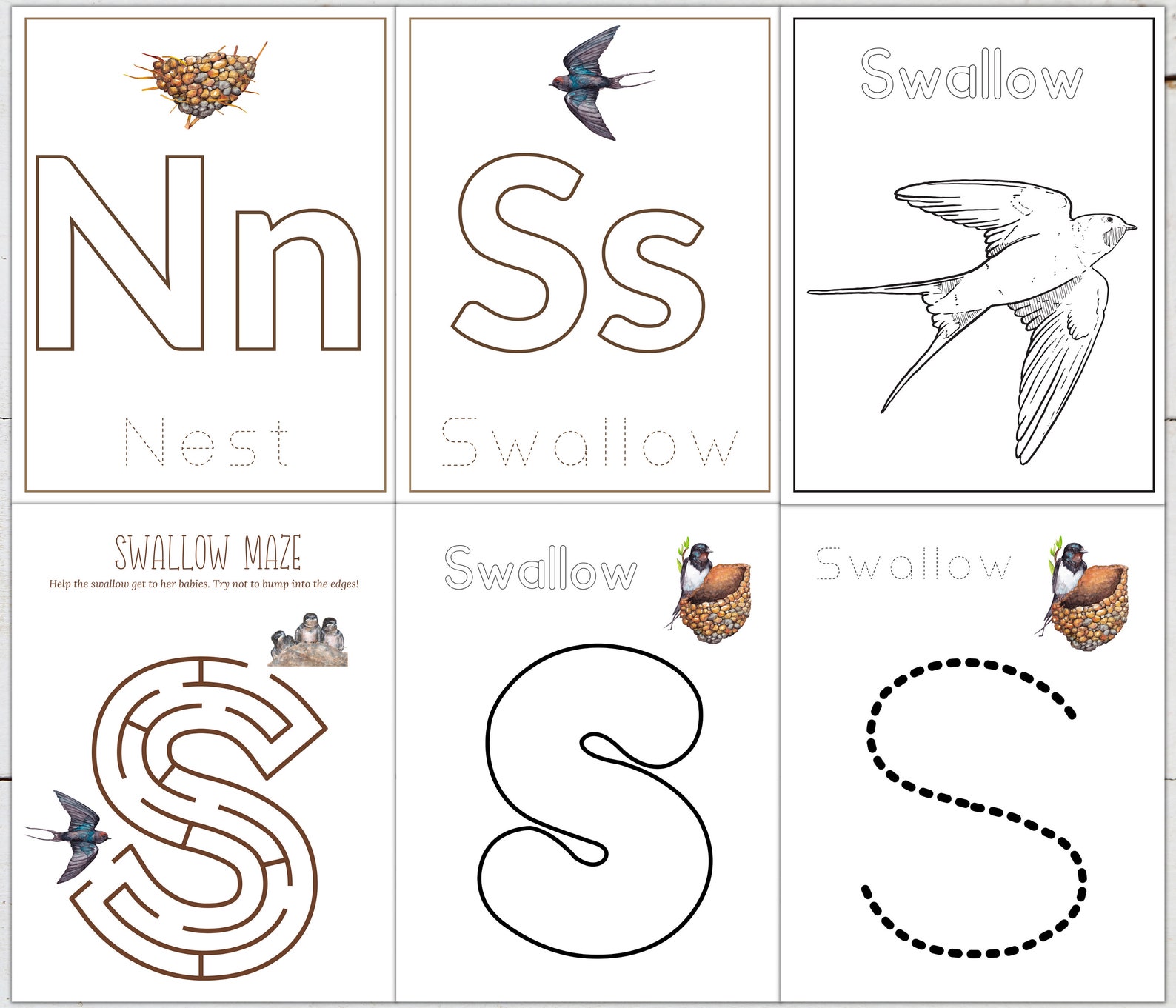 Swallow Unit Study: Homeschool Science, Anatomy & Life Cycle (instant ...