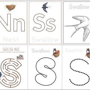 Swallow Unit Study: Homeschool Science, Anatomy & Life Cycle (instant ...