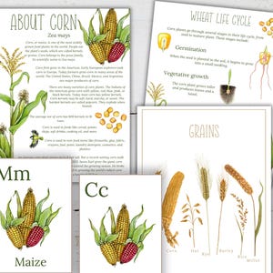 Corn Unit Study: Life Cycle, Anatomy, Homeschool Printable (instant ...