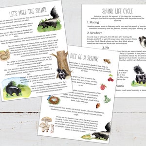 SKUNK Unit Study, Life Cycle, Anatomy, Nature Study, Science ...