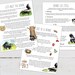 SKUNK Unit Study, Life Cycle, Anatomy, Nature Study, Science ...