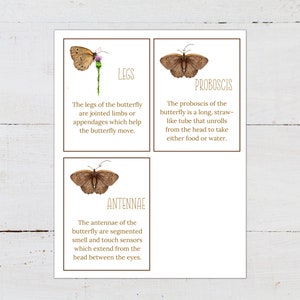 BUTTERFLY Anatomy, Poster + Labeling and Tracing Activities+ Fact Cards ...