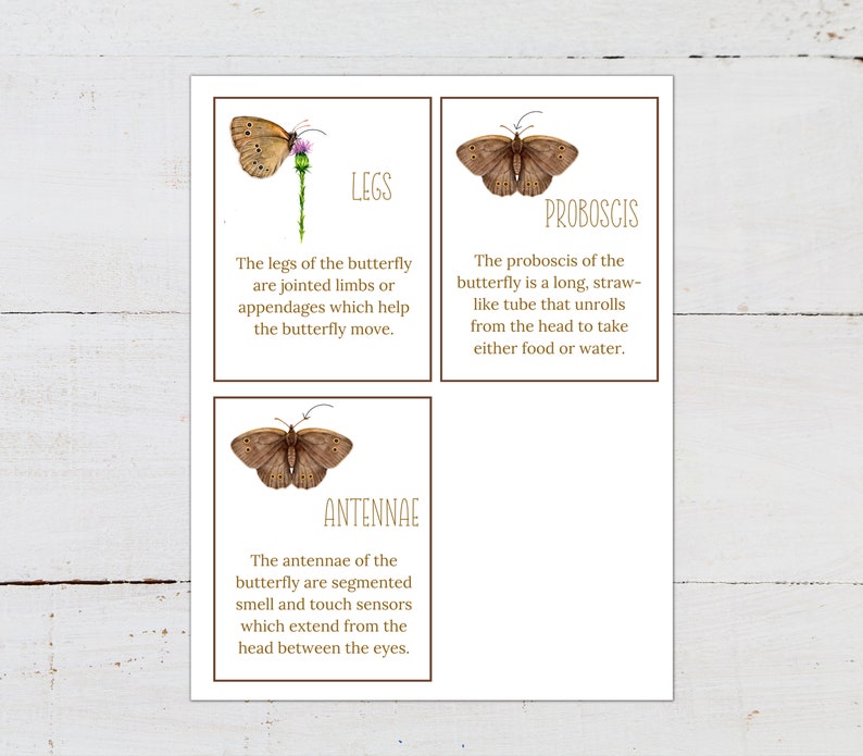 BUTTERFLY Anatomy Poster Labeling and Tracing Activities - Etsy
