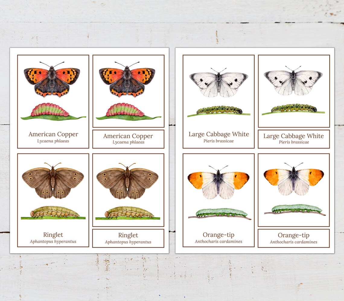 BUTTERFLIES and CATERPILLARS Mini Poster + 3-part Cards + Fact Cards ...