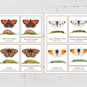 BUTTERFLIES and CATERPILLARS Mini Poster + 3-part Cards + Fact Cards ...