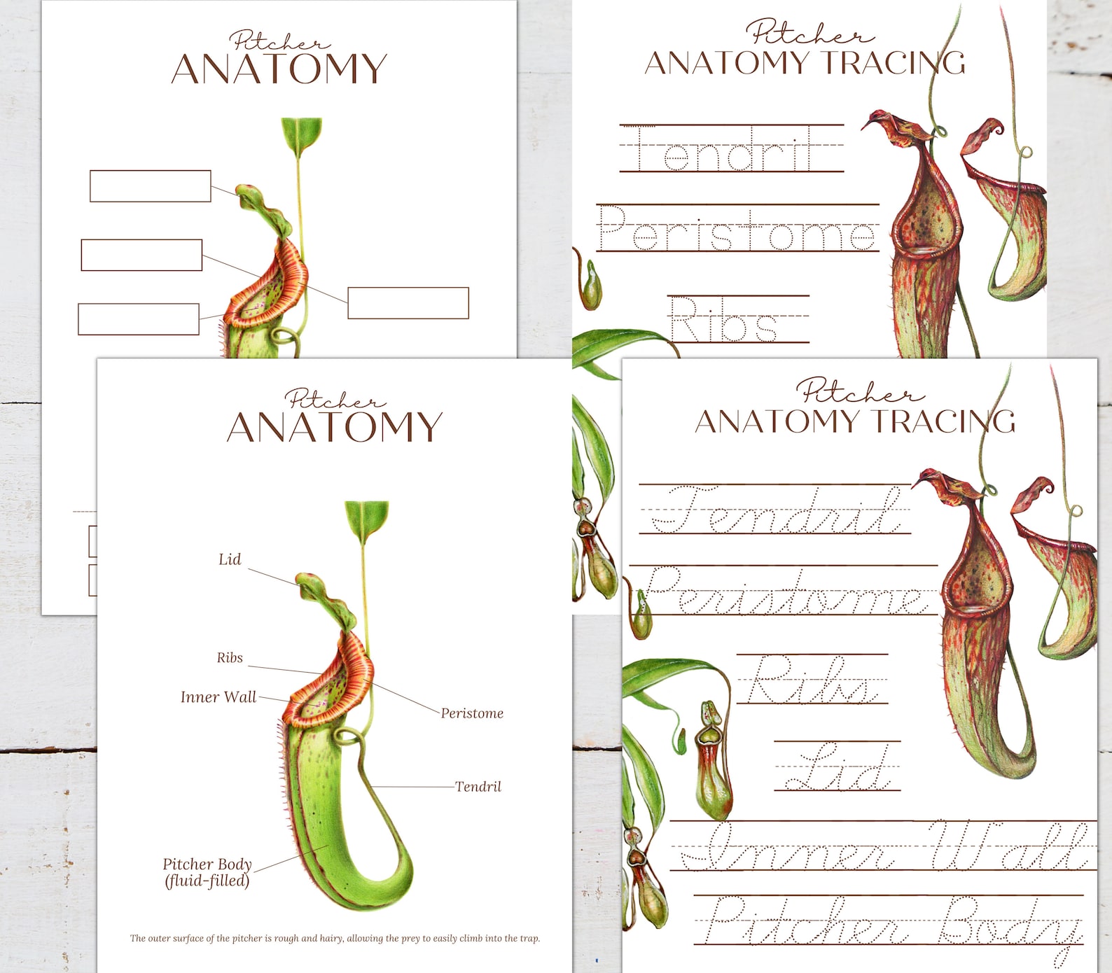 CARNIVOROUS PLANTS Unit Study, Anatomy, Nature Study, Science ...
