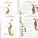 CARNIVOROUS PLANTS Unit Study, Anatomy, Nature Study, Science ...