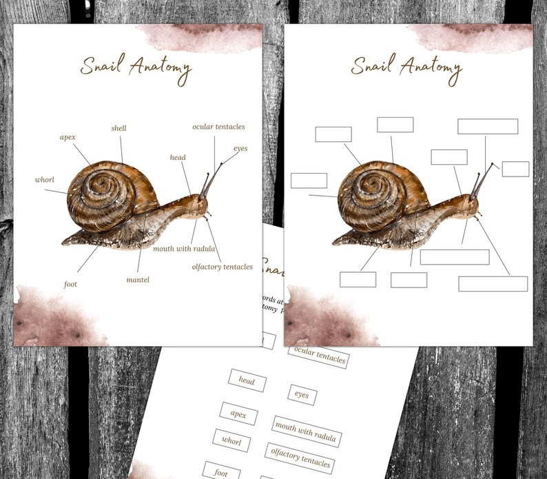 SNAIL Unit Study Life Cycle Anatomy Nature Study Science - Etsy UK
