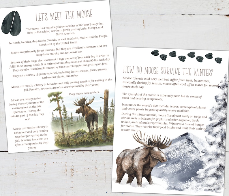 Moose Unit Study: Homeschool Science, Anatomy & Life Cycle (printable ...