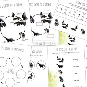 SKUNK Unit Study, Life Cycle, Anatomy, Nature Study, Science ...