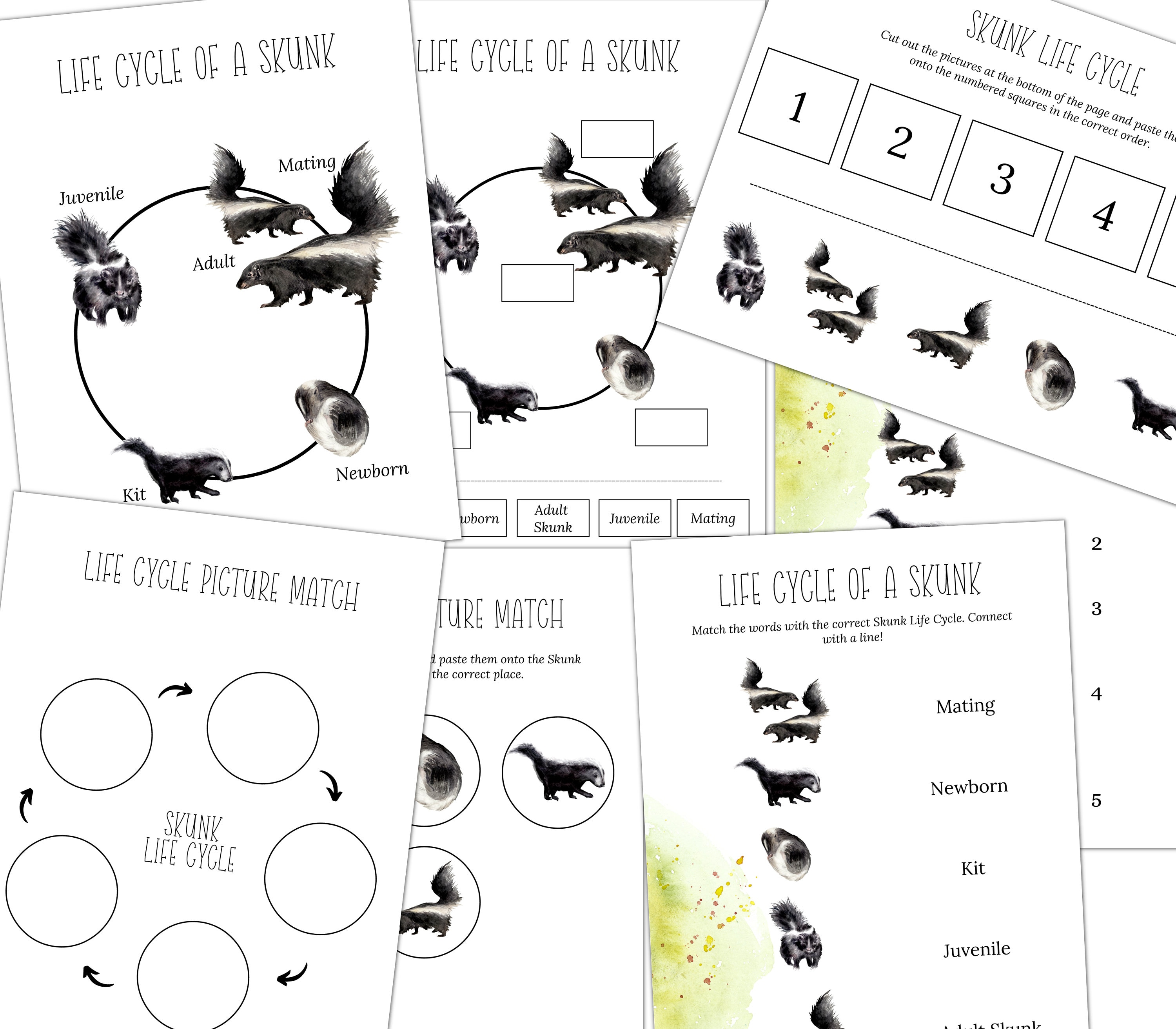 Skunk Unit Study: Life Cycle, Anatomy, Homeschool Printable (instant ...