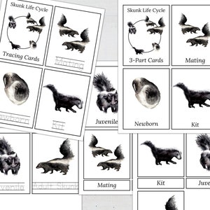 SKUNK Unit Study, Life Cycle, Anatomy, Nature Study, Science ...