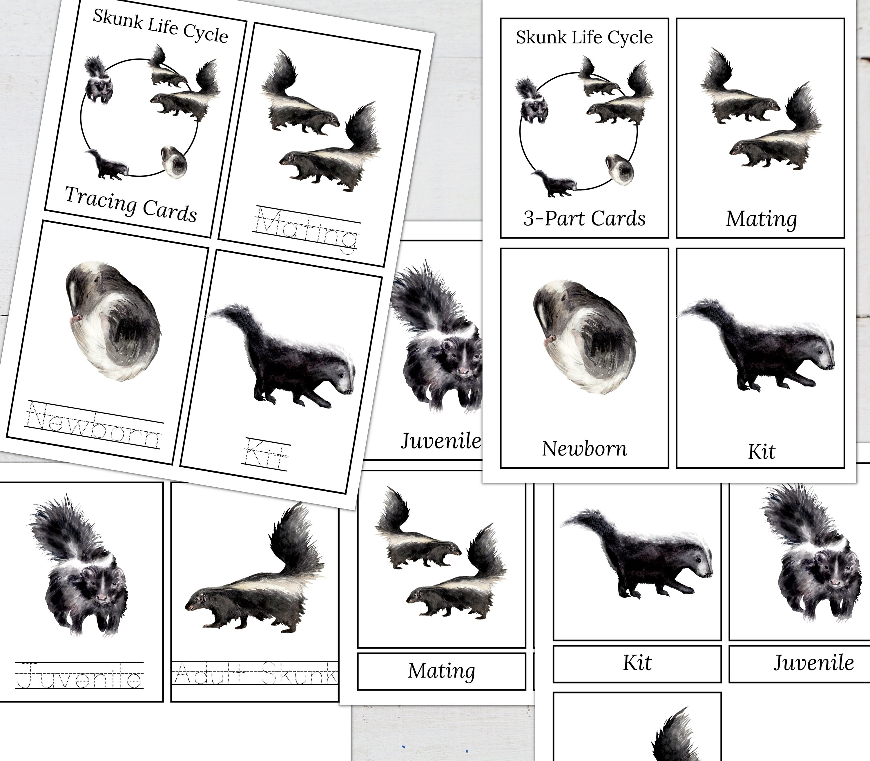 Skunk Unit Study: Life Cycle, Anatomy, Homeschool Printable (instant ...