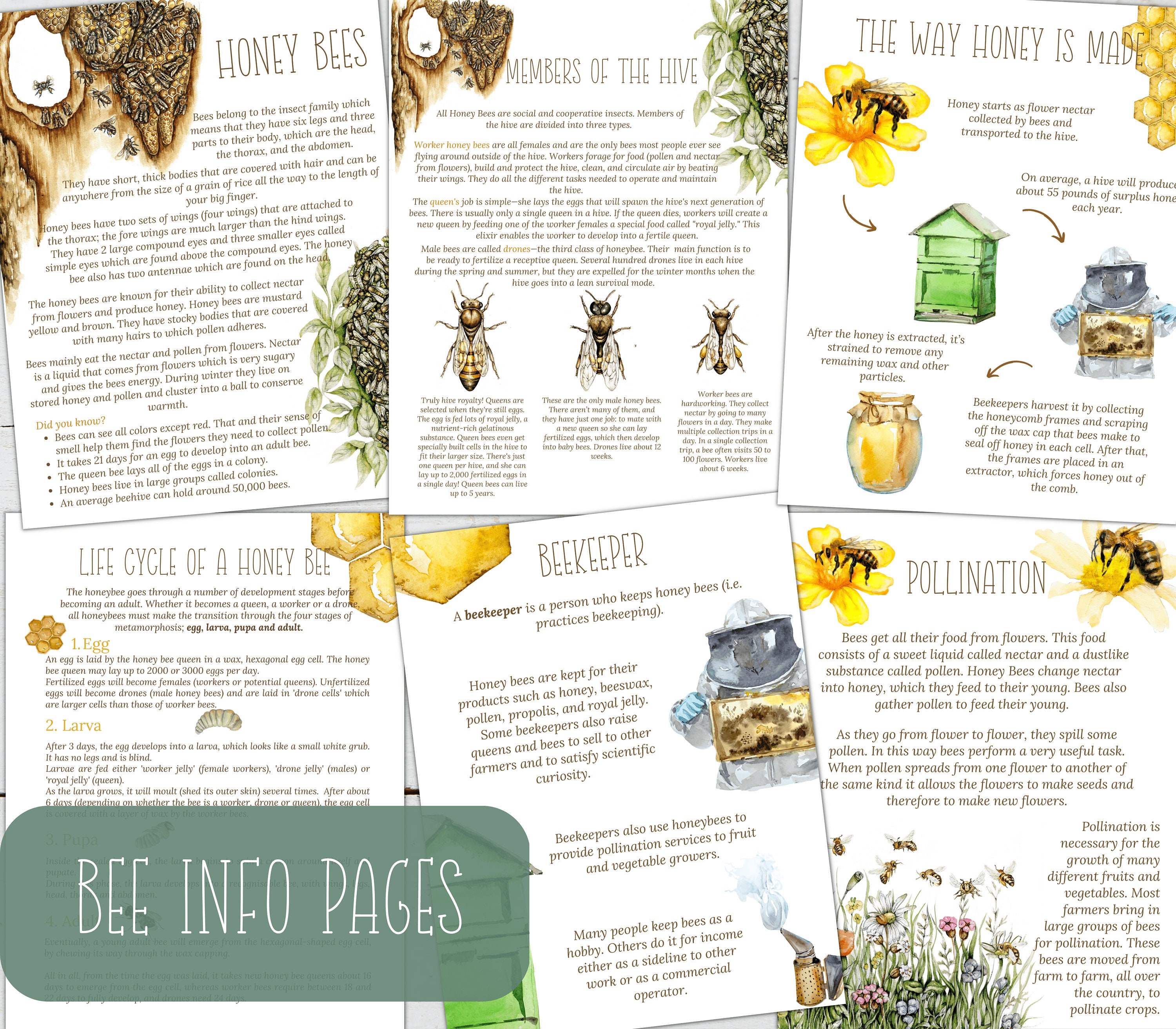 Honey Bees Nature Study Unit: Homeschool Science (INSTANT DOWNLOAD) - Etsy
