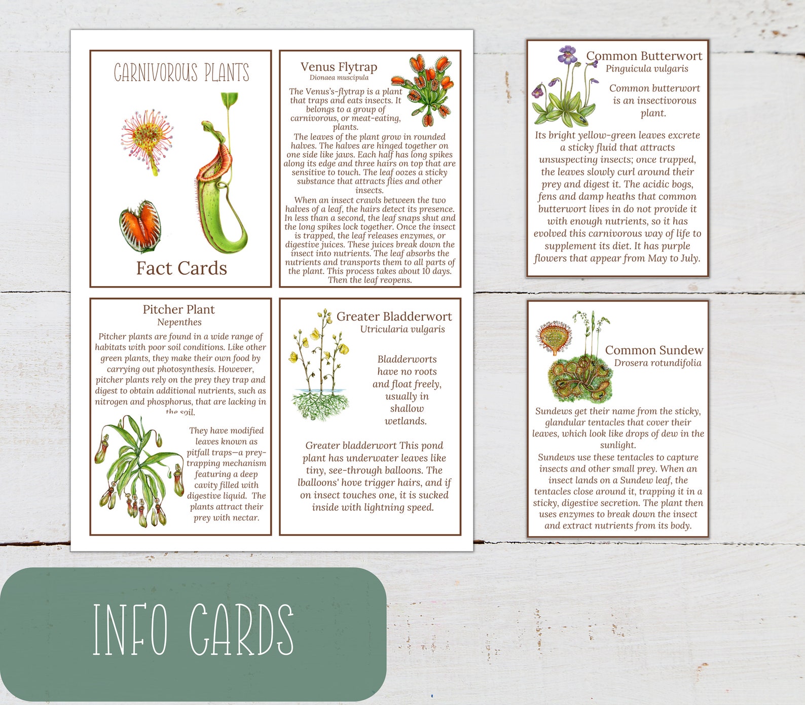 CARNIVOROUS PLANTS Unit Study, Anatomy, Nature Study, Science ...