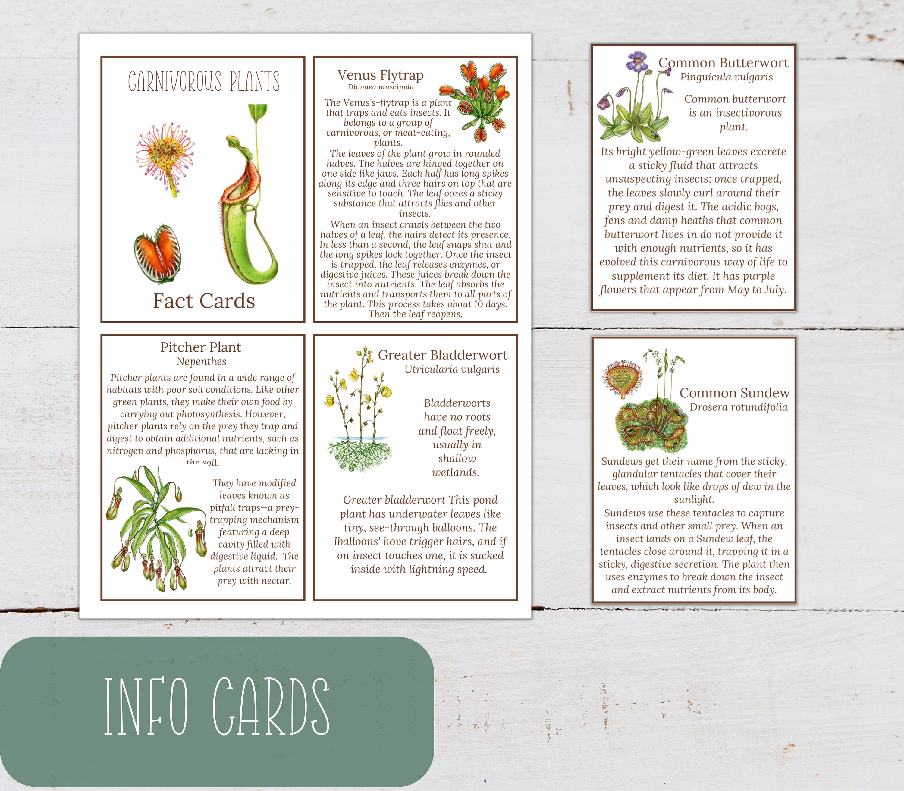 CARNIVOROUS PLANTS Unit Study, Anatomy, Nature Study, Science ...