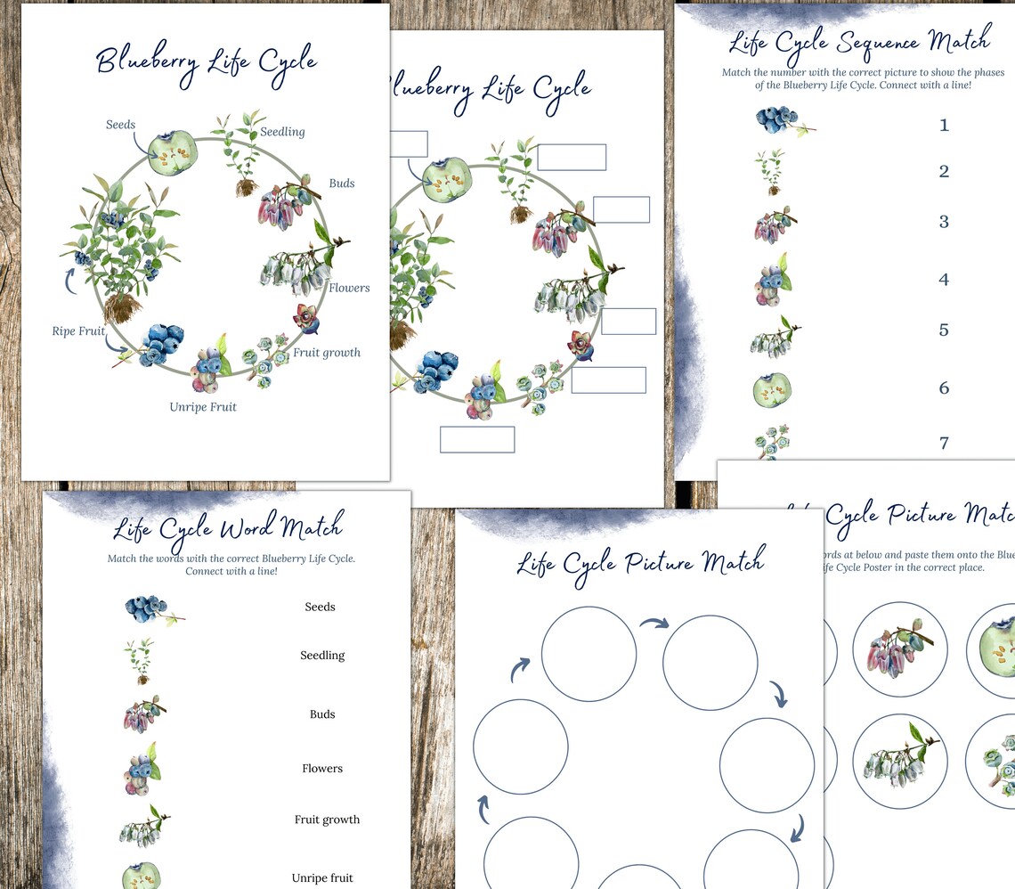 BLUEBERRY Unit Study Life Cycle Anatomy Nature Study - Etsy UK