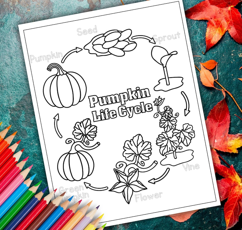 Pumpkin Life Cycle Coloring Page: Autumn Activity (US Letter PDF ...