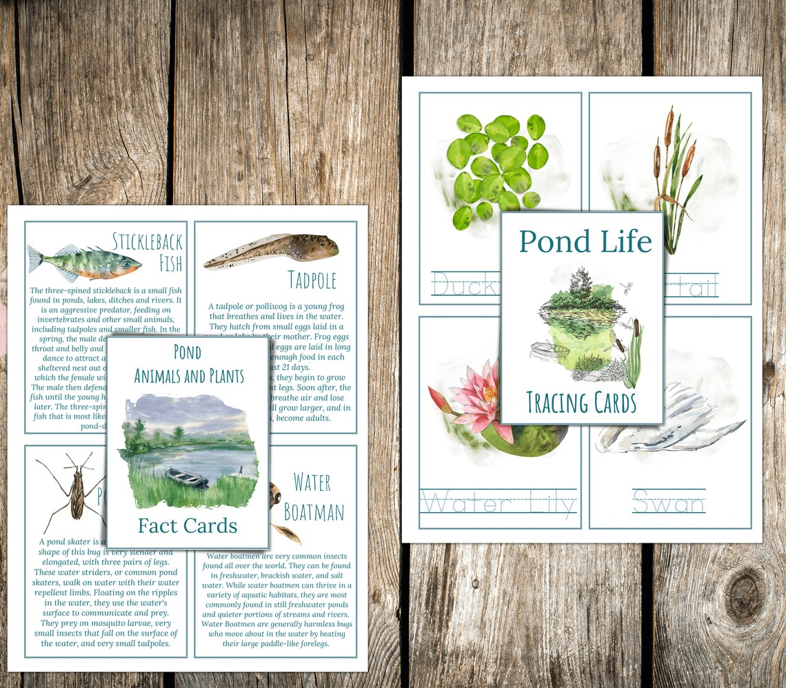 POND Unit Study Animals and Plants Unit Life Cycle Anatomy - Etsy