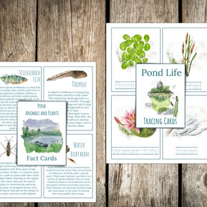 POND Unit Study Animals and Plants Unit Life Cycle Anatomy - Etsy