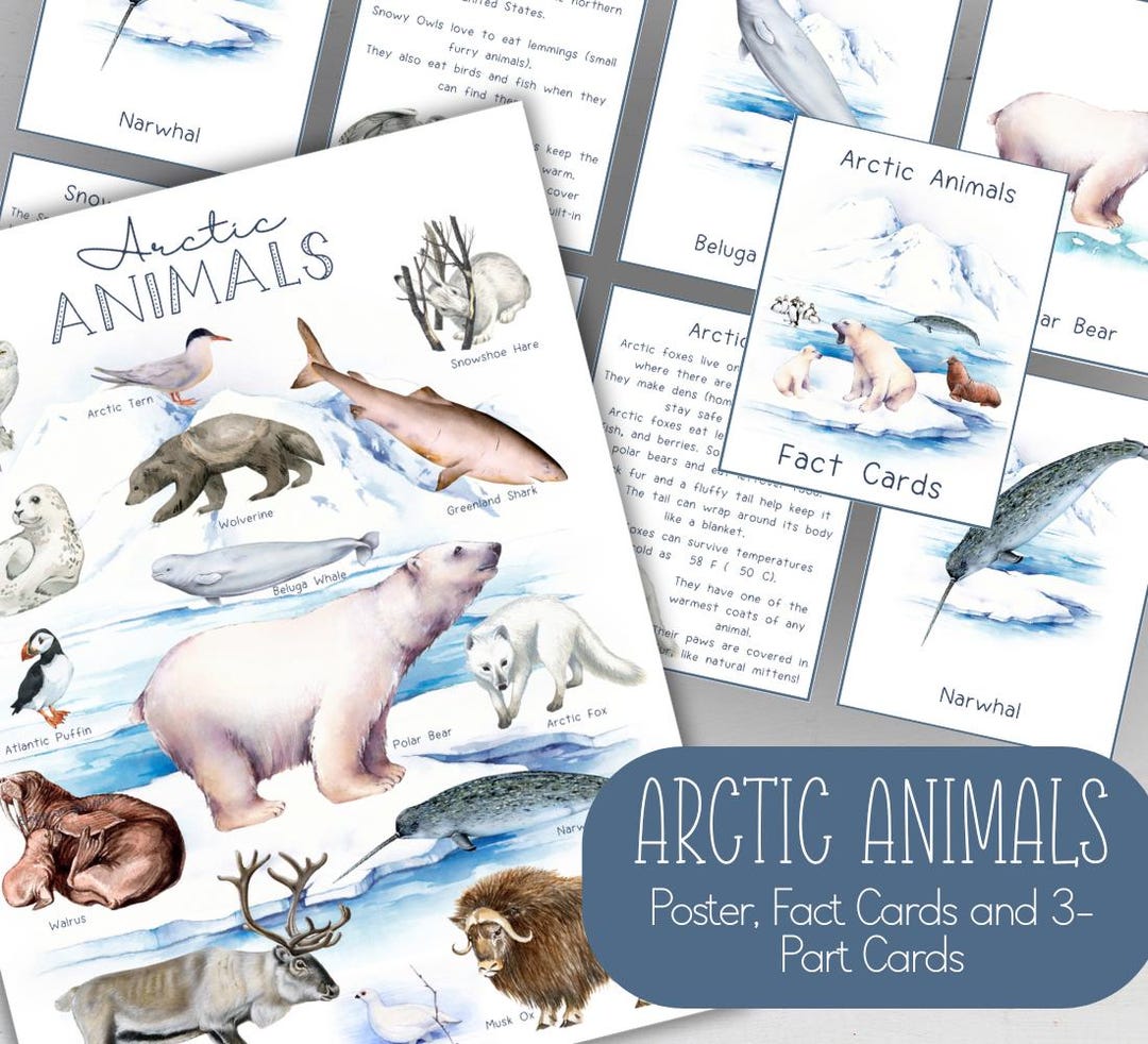 Arctic Animals Poster & Fact Cards + 3-part Cards (digital DOWNLOAD) - Etsy