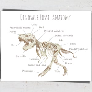 DINOSAUR Anatomy, Poster and Labeling Activity, Homeschool, Instant ...
